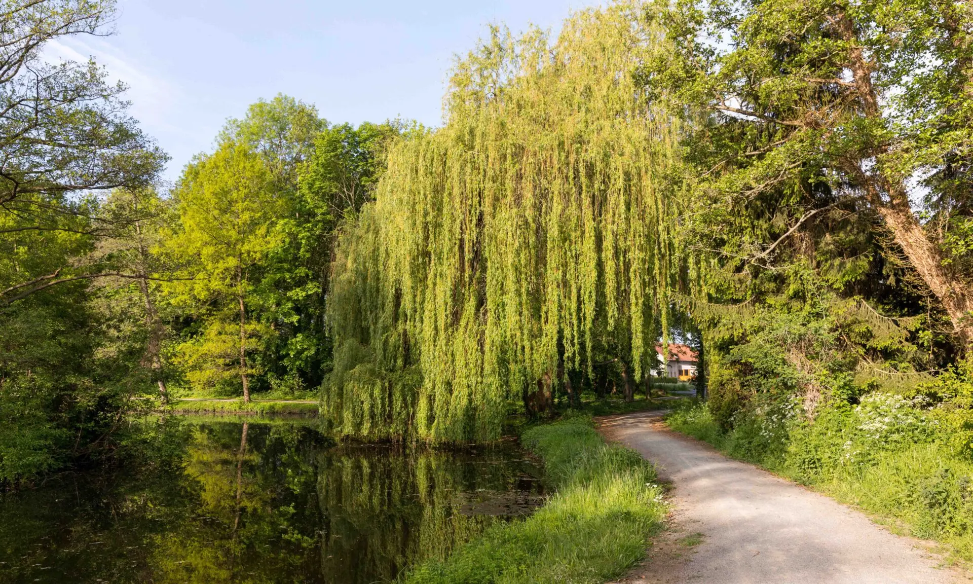 Medicinal Trees You Walk Past Every Day - The Lost Herbs