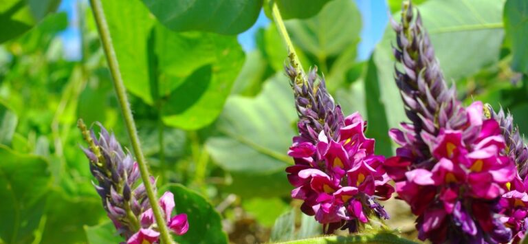 Kudzu: The Vine That Ate the South... and More - The Lost Herbs