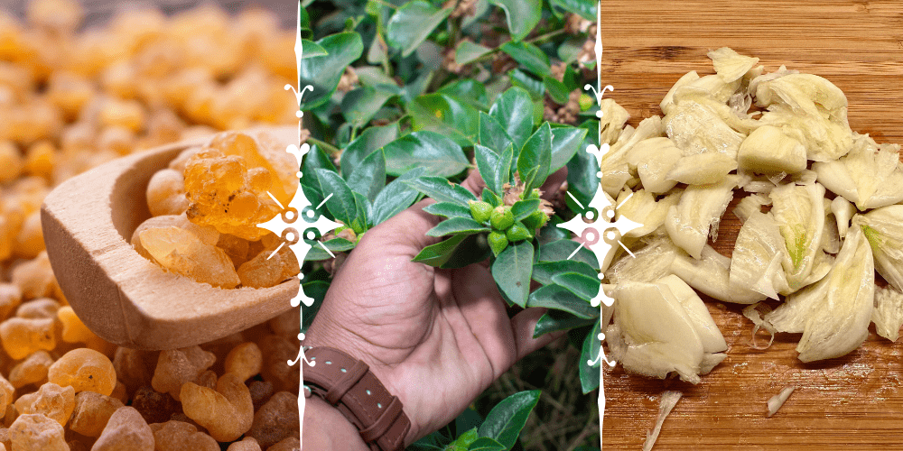 7 Plants To Manage Your Chronic Inflammation - The Lost Herbs