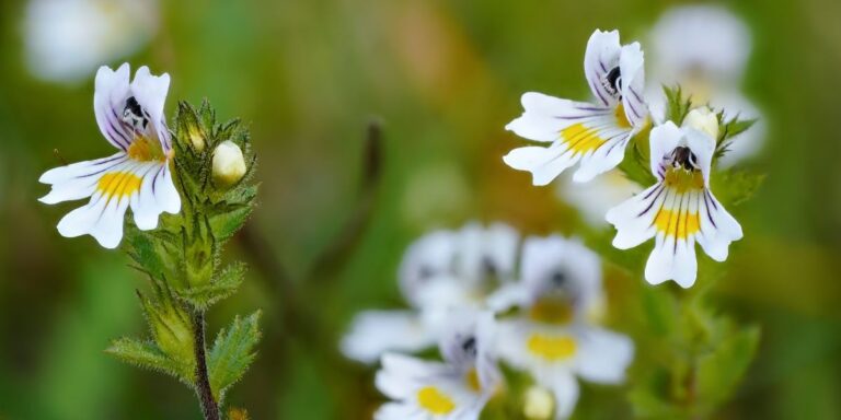 Eyebright (Euphrasia officinalis) - The Lost Herbs