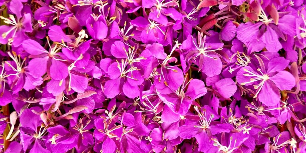Fireweed - The Lost Herbs