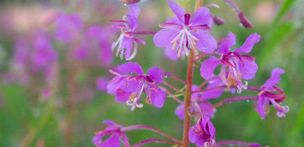 Fireweed - The Lost Herbs