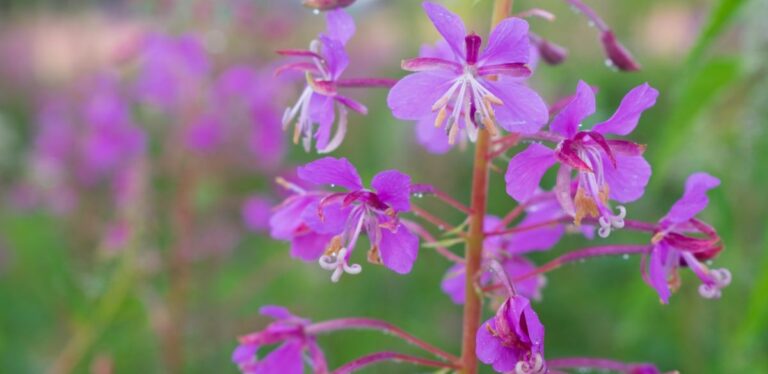Fireweed - The Lost Herbs
