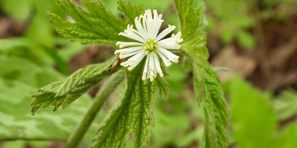 Goldenseal - Benefits, How To Grow, Identify, and Use - The Lost Herbs